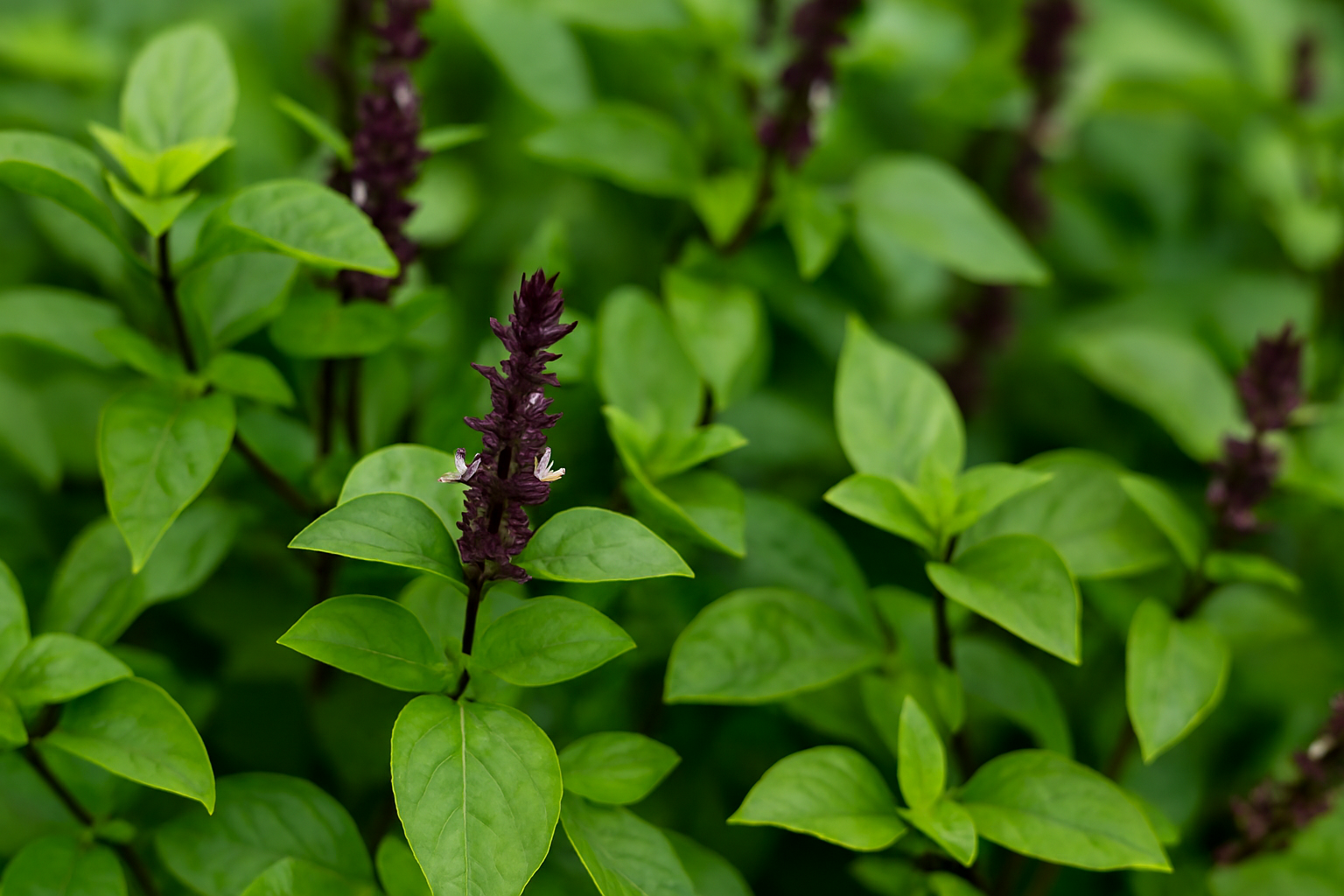 How to Plant Scent Leaf: A Complete Step-by-Step Guide | Envynature