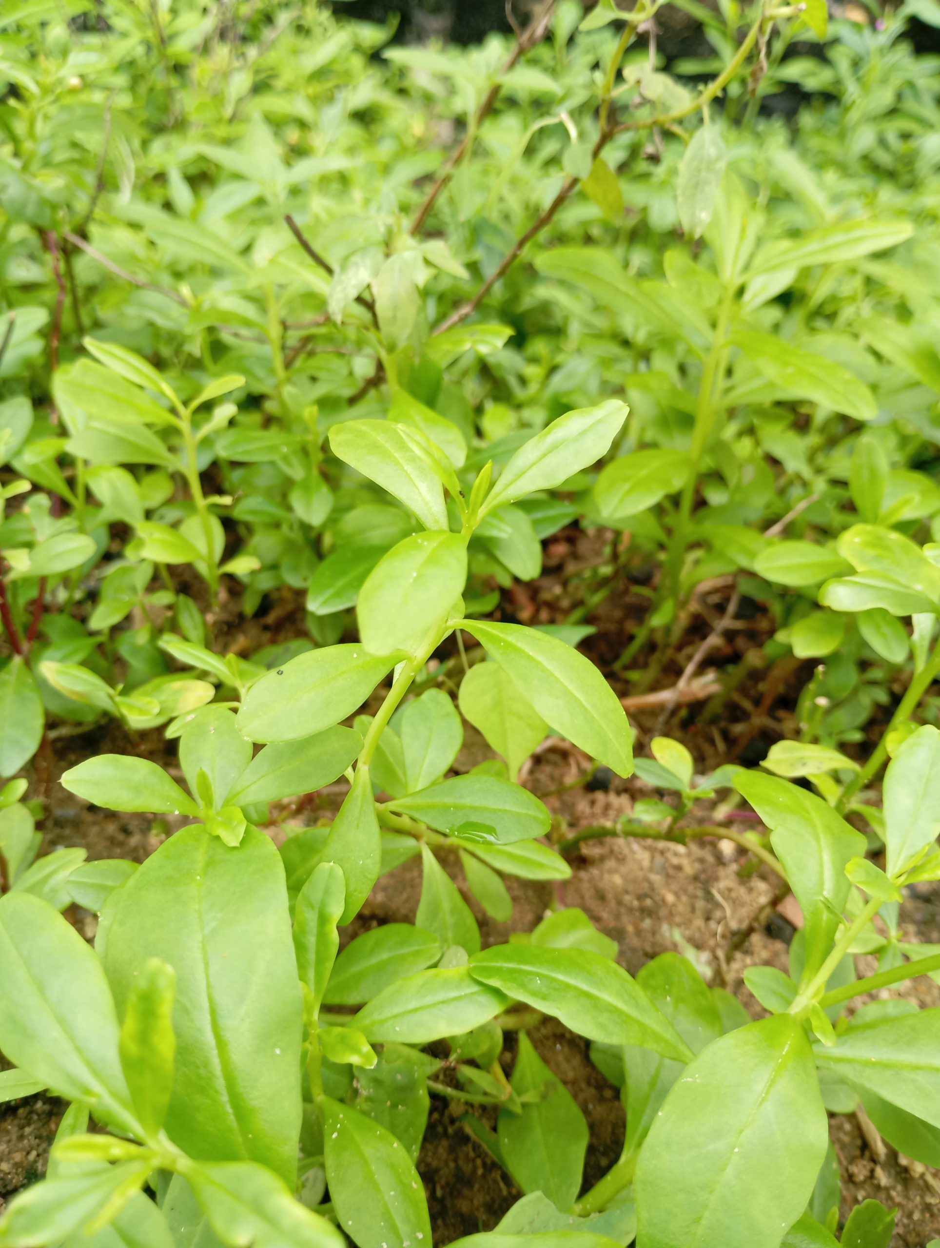 How to Grow Waterleaf: The Complete Step-by-Step Guide | Envynature