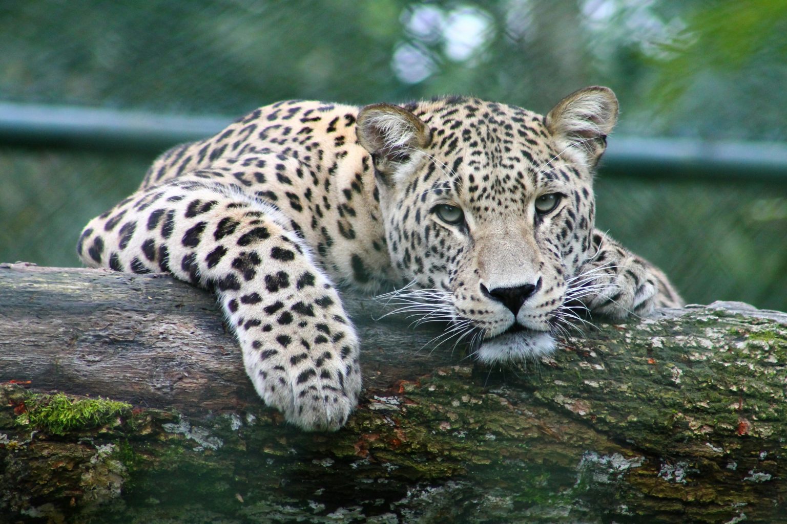 The Ethics of Keeping Wild Animals as Pets | Envynature