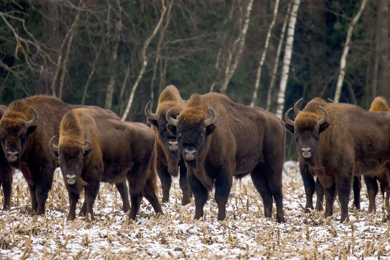 What's the National Bison Day All About? | Envynature