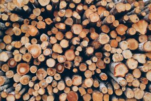 The Impact of Illegal Logging on Our Ecosystem | Envynature